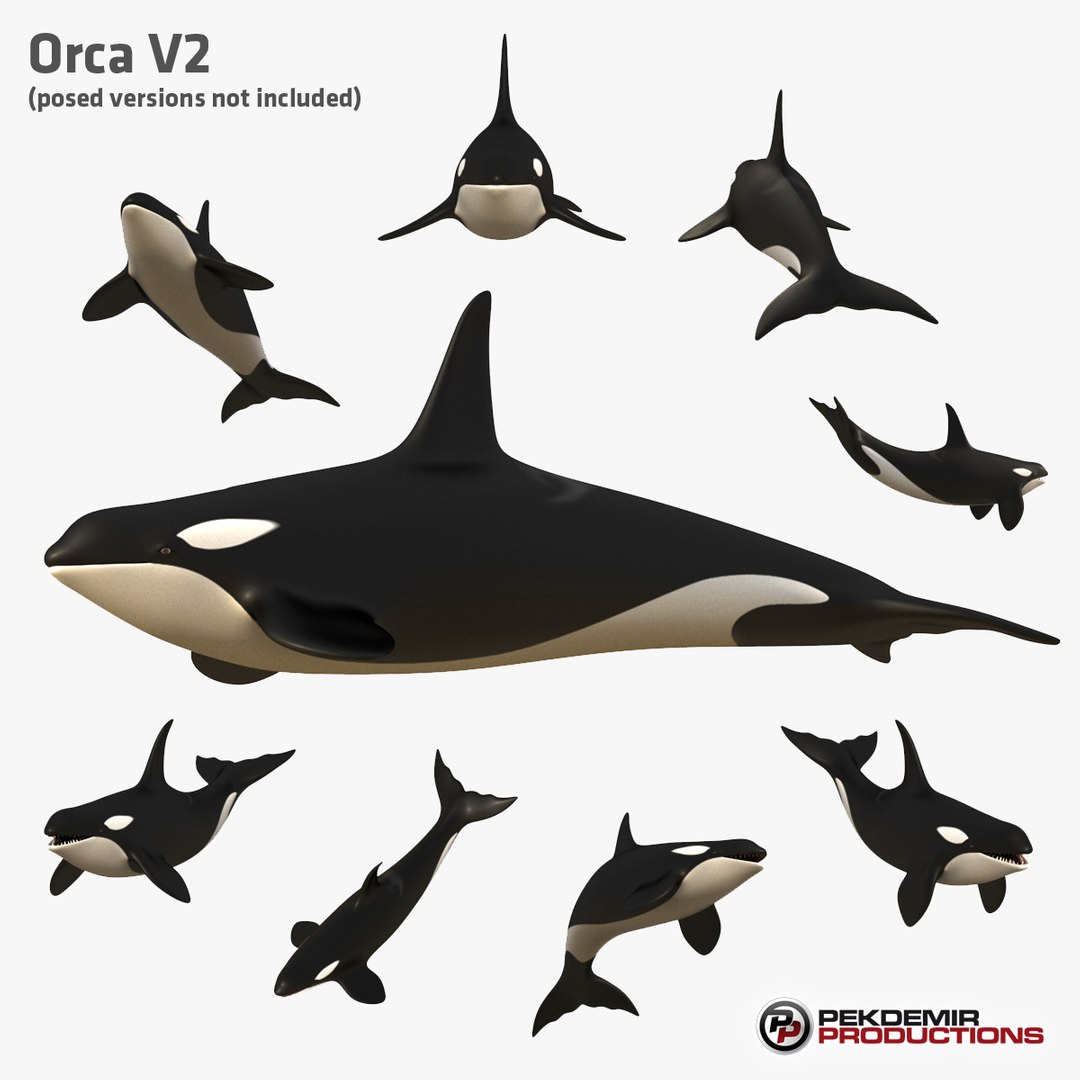 3dsmax Killer Whale Orca