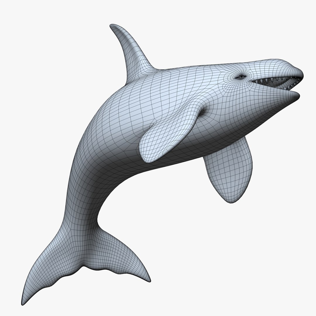 3dsmax Killer Whale Orca