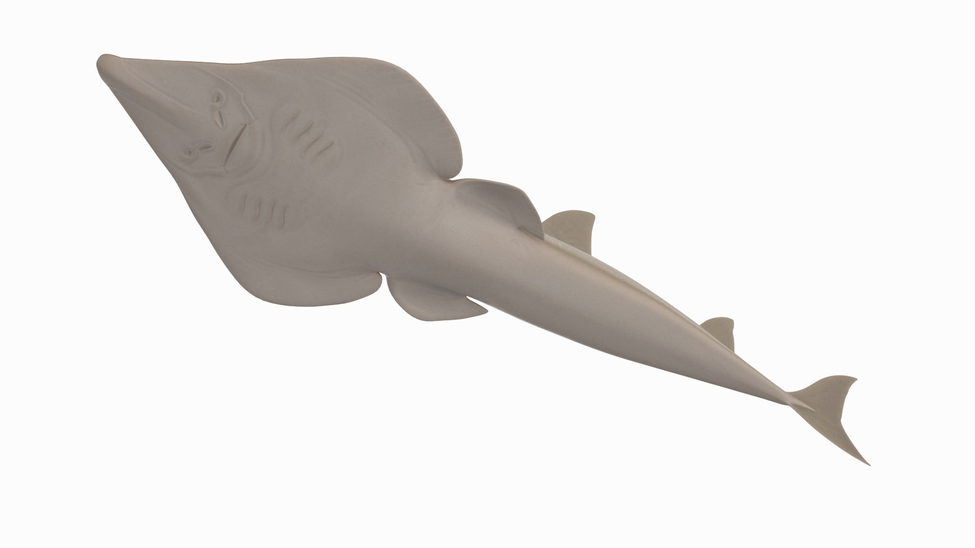 Shovelnose guitarfish model - TurboSquid 1463610