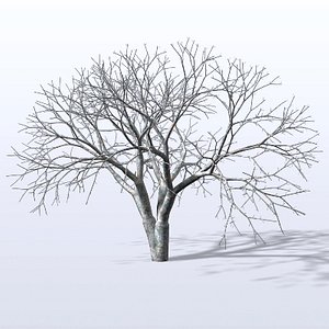 white dogwood tree obj