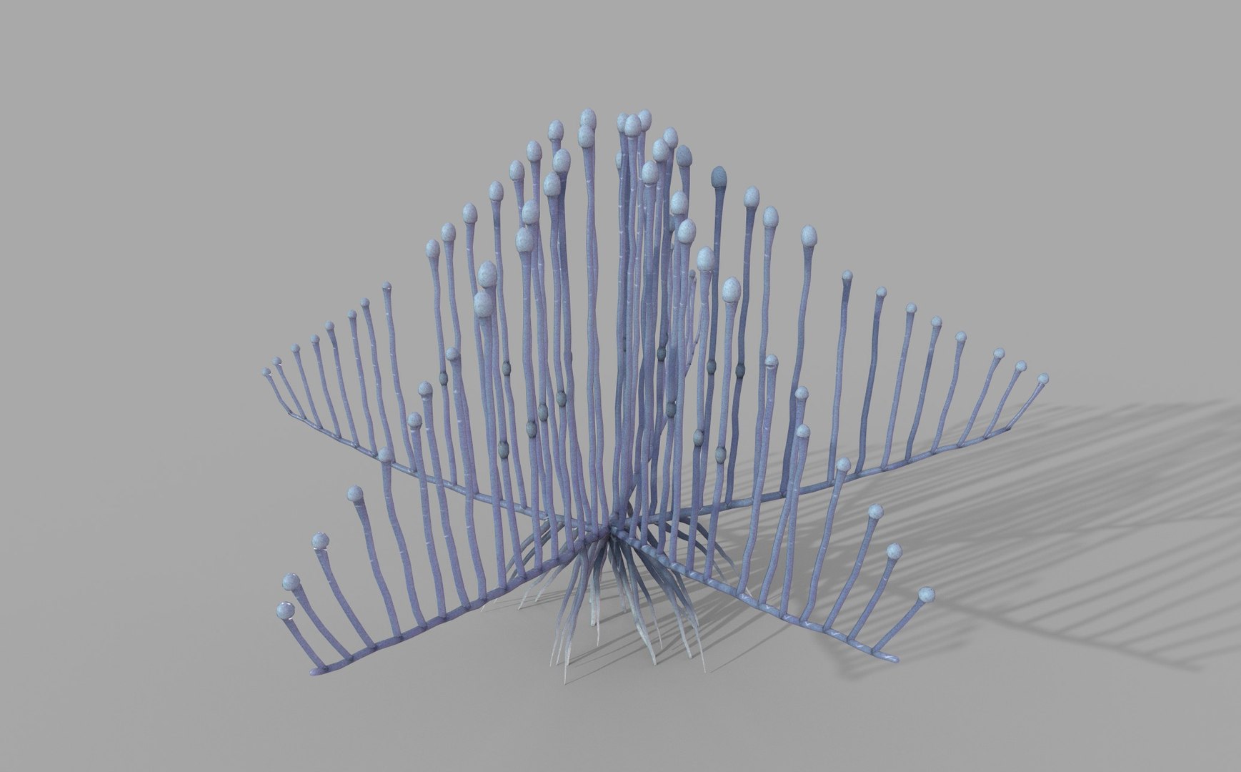 3D Lyre Sponge - TurboSquid 2477300