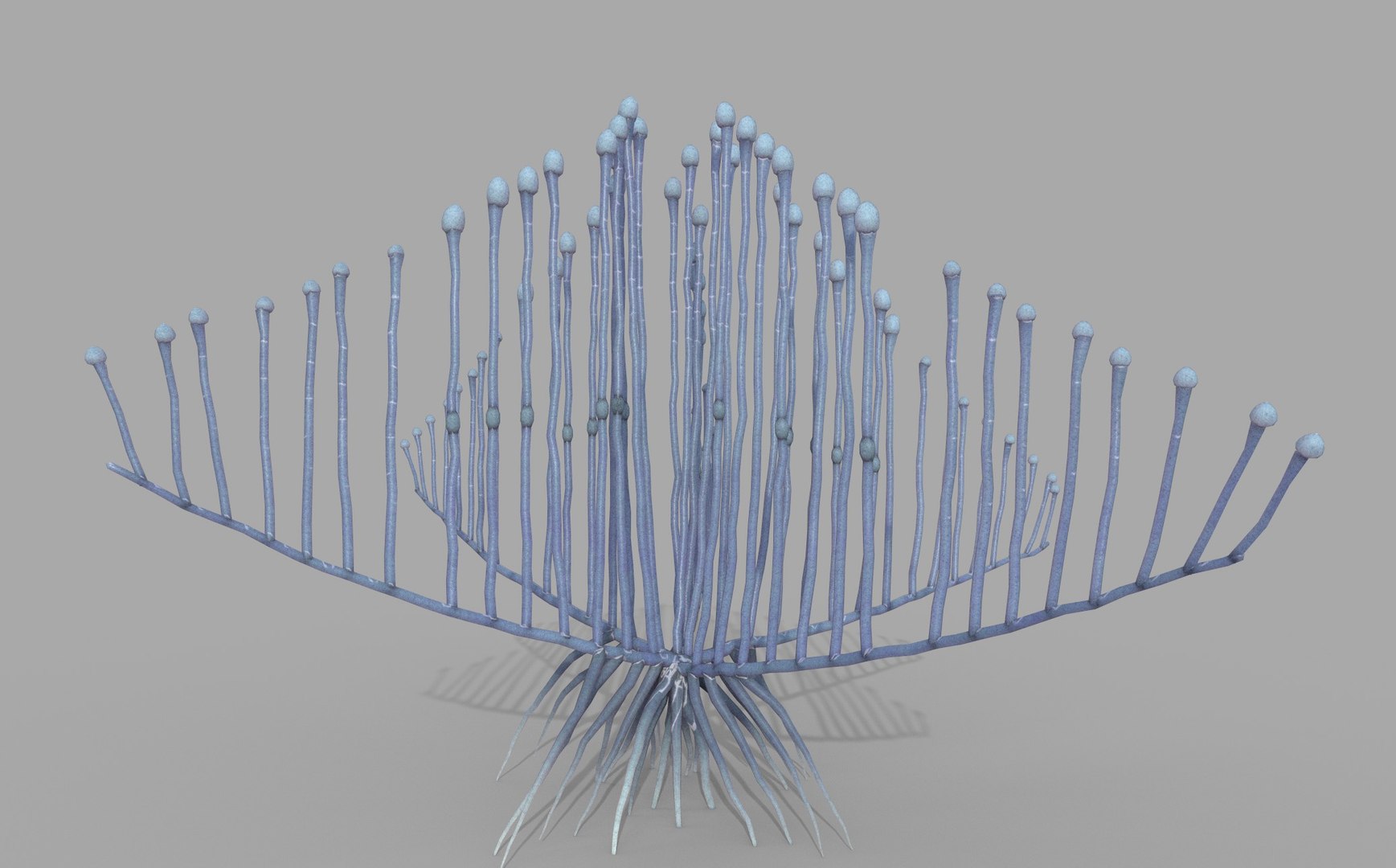 3D Lyre Sponge - TurboSquid 2477300