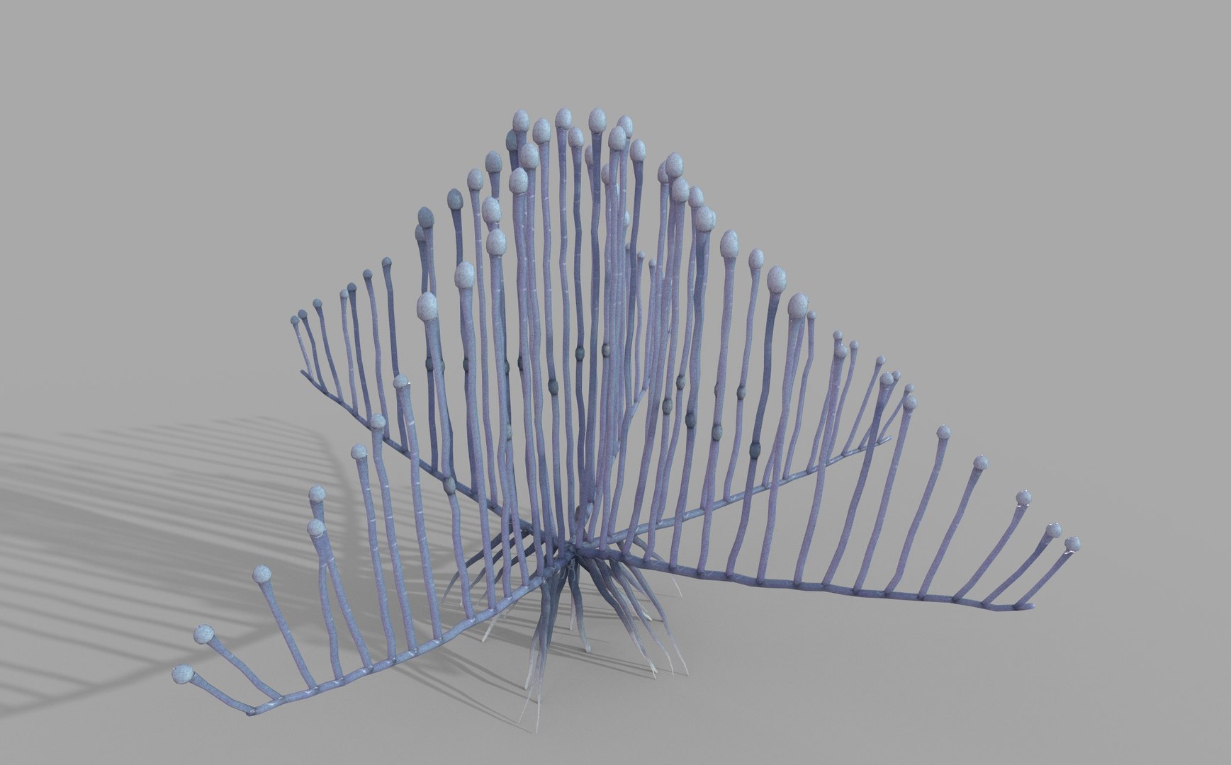 3D Lyre Sponge - TurboSquid 2477300