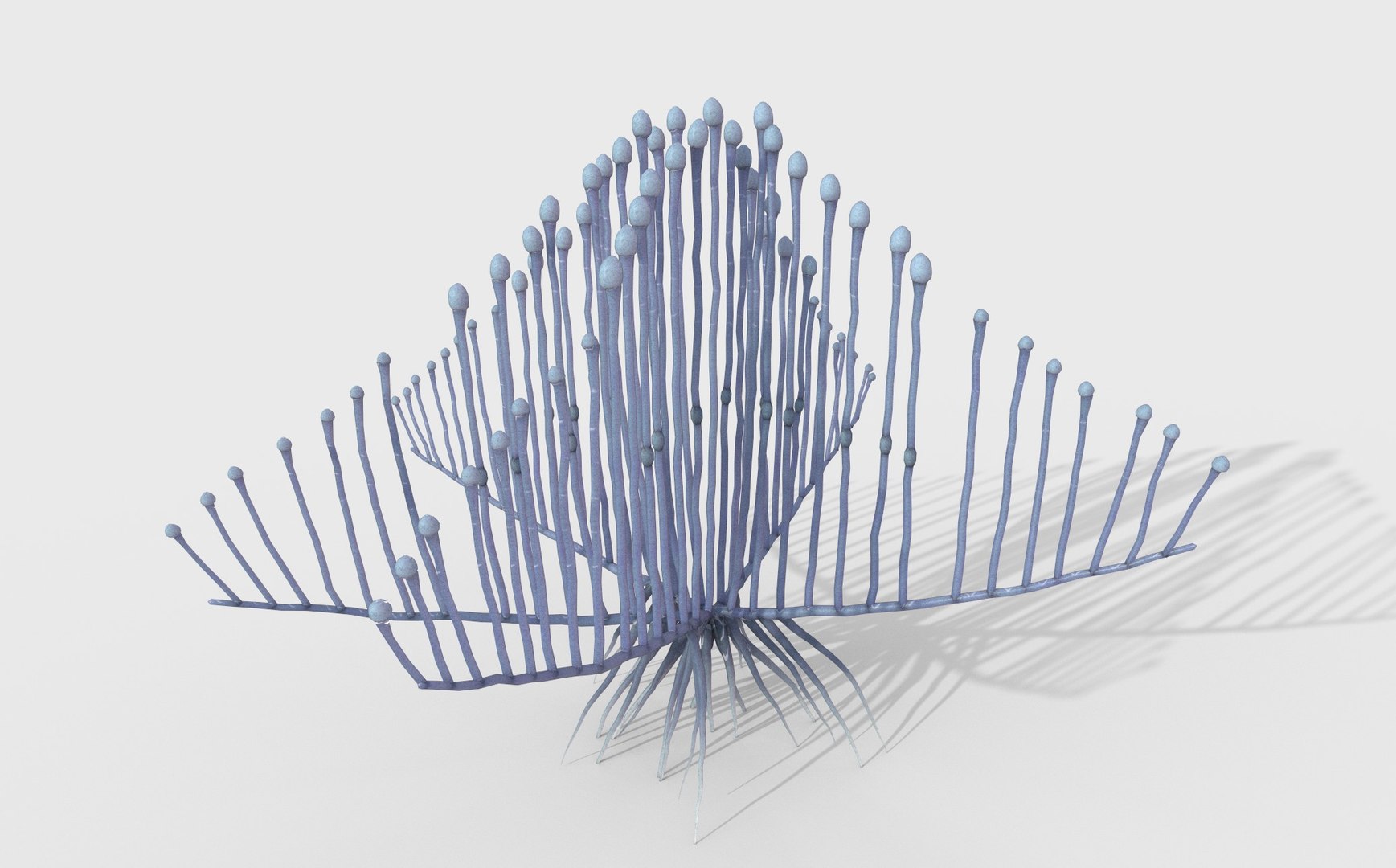 3D Lyre Sponge - TurboSquid 2477300