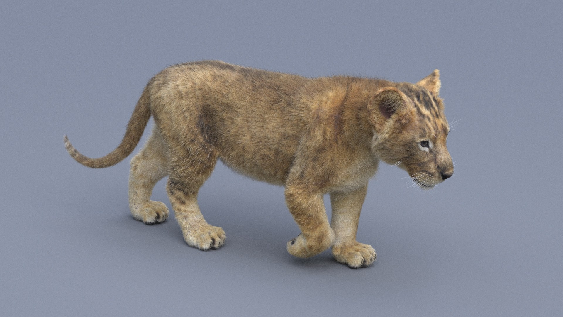 3D Lion Cub Rigged - TurboSquid 2161091