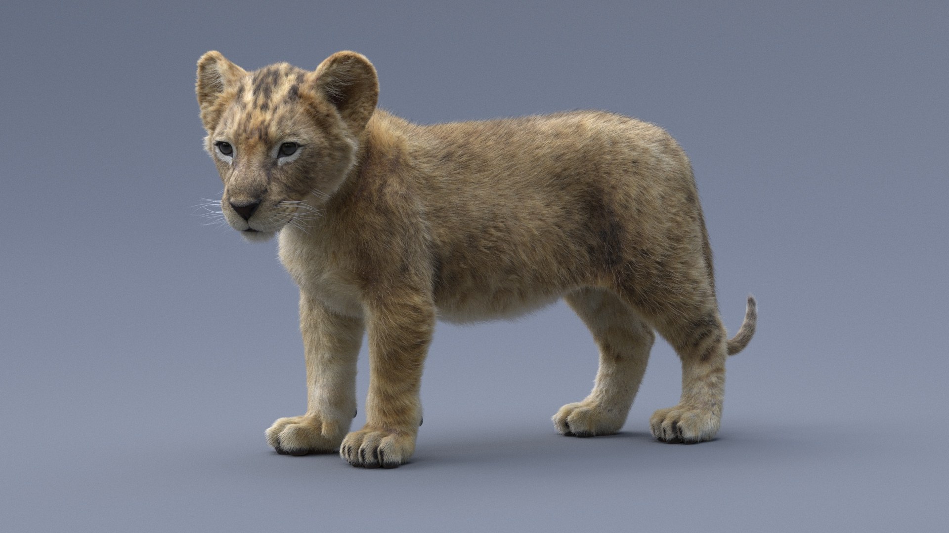 3D Lion Cub Rigged - TurboSquid 2161091