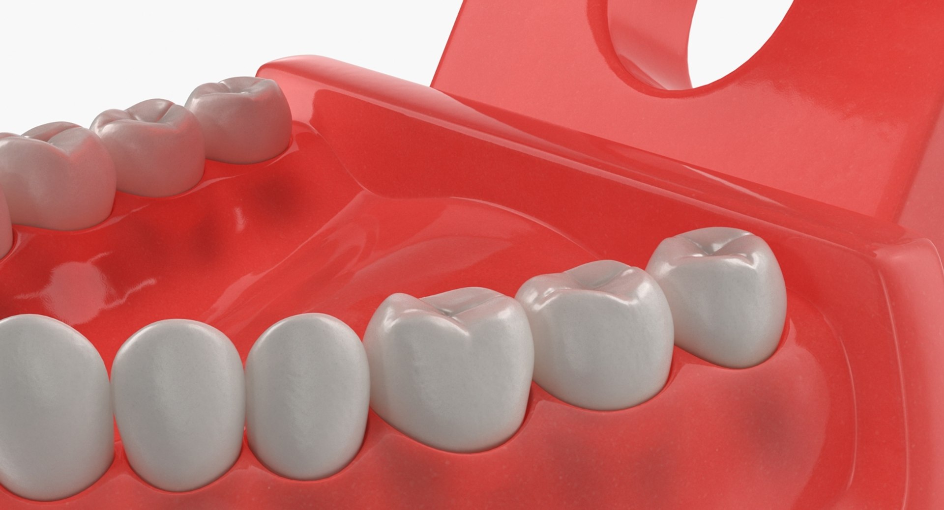 3D typodont teeth modeled model - TurboSquid 1289059