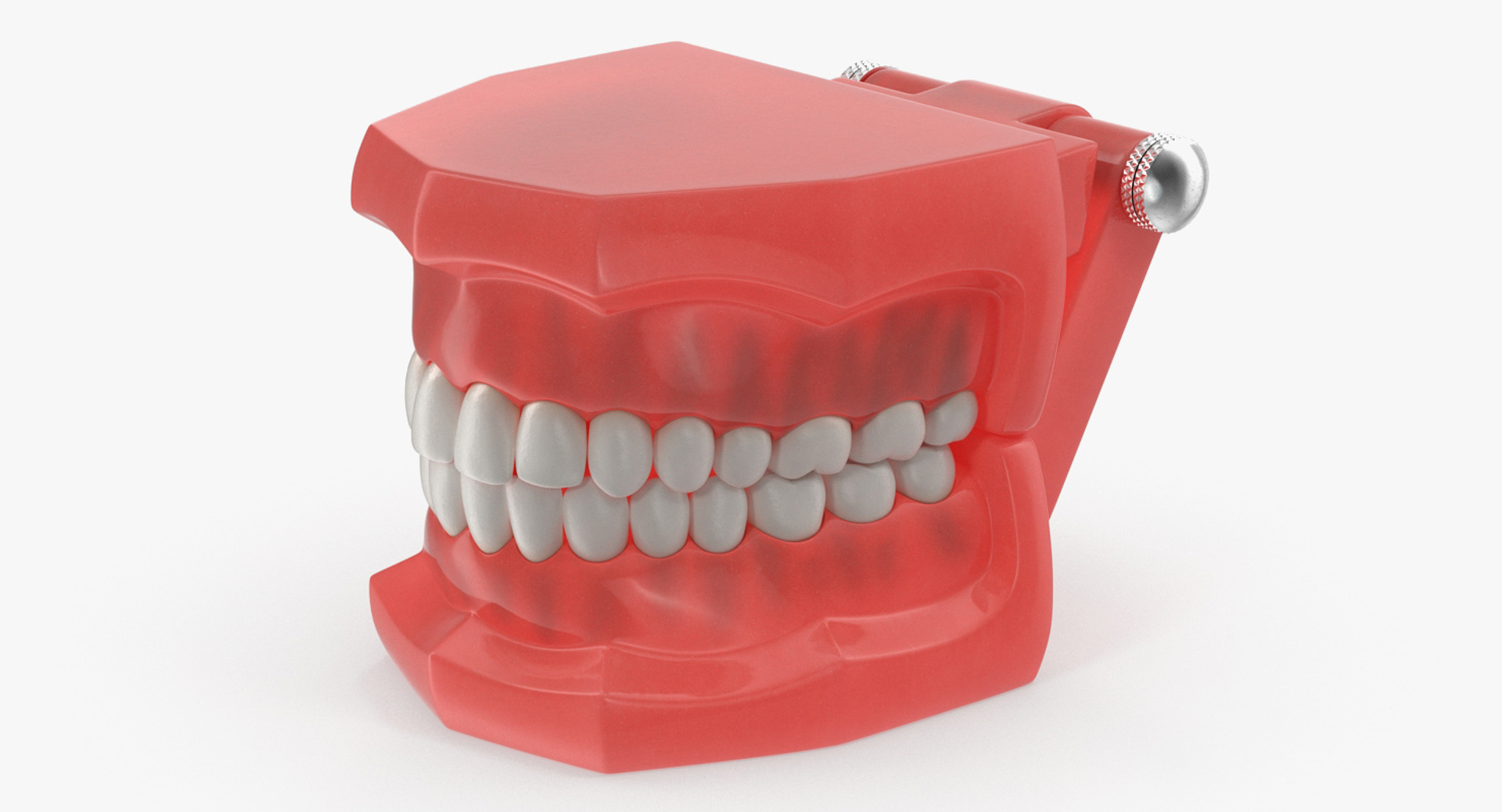 3D Typodont Teeth Modeled Model - TurboSquid 1289059