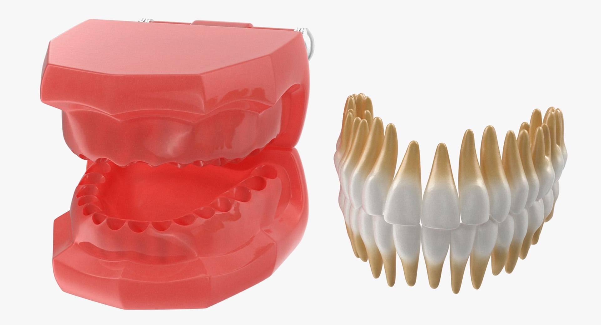 3D Typodont Teeth Modeled Model - TurboSquid 1289059