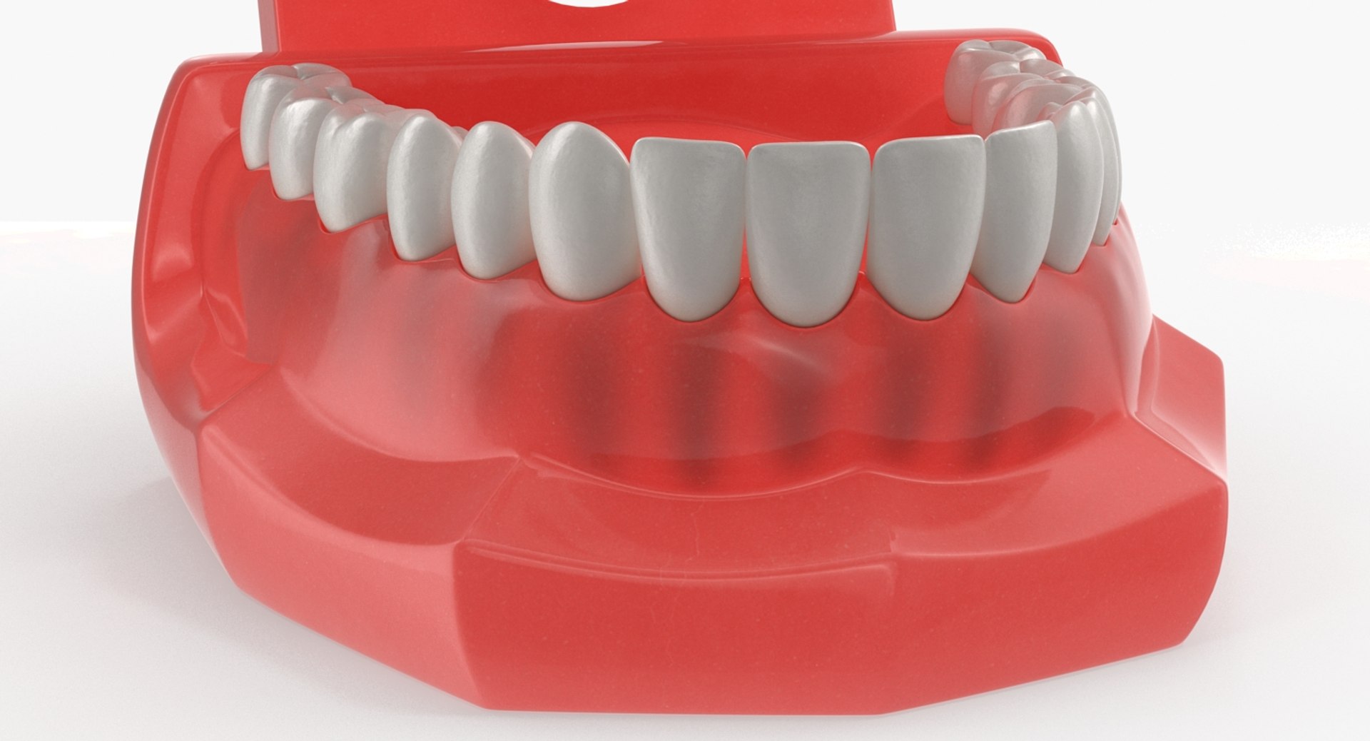 3D Typodont Teeth Modeled Model - TurboSquid 1289059