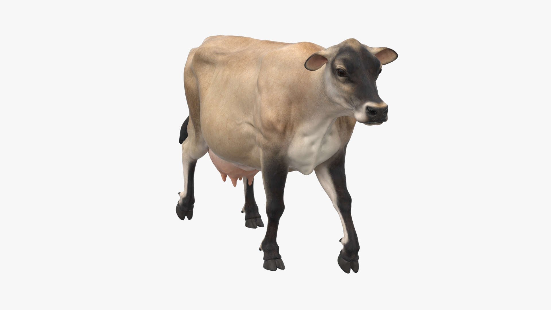 Mini Cow Goes Beige 3D Model - TurboSquid 2312368