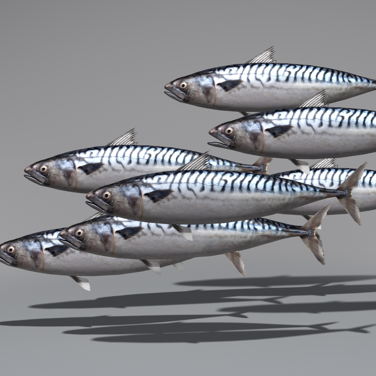 mackerel 3d model