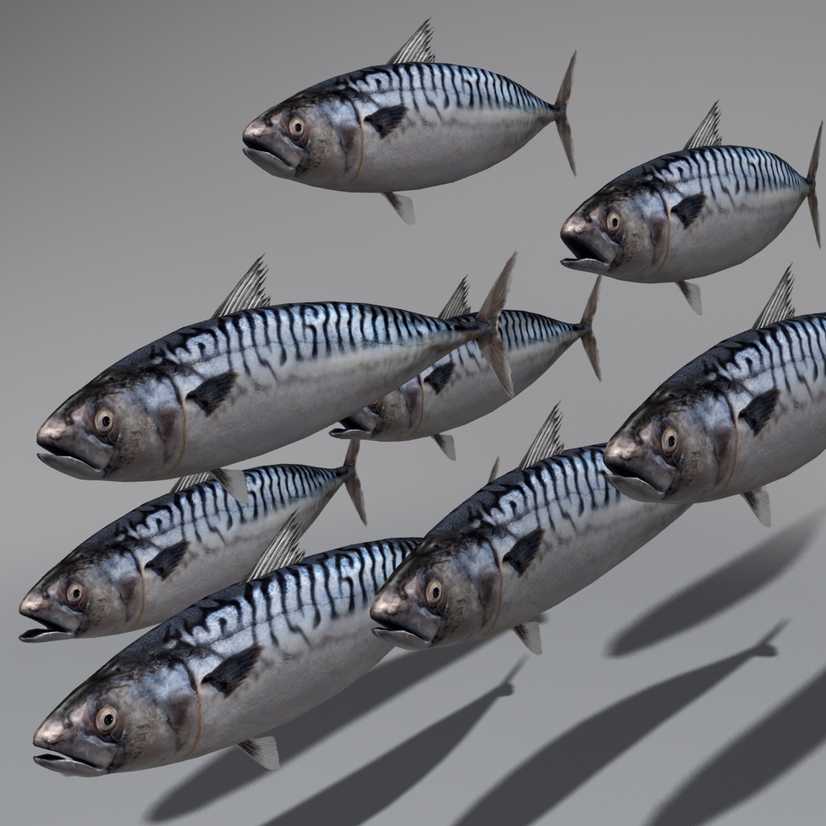 mackerel 3d model