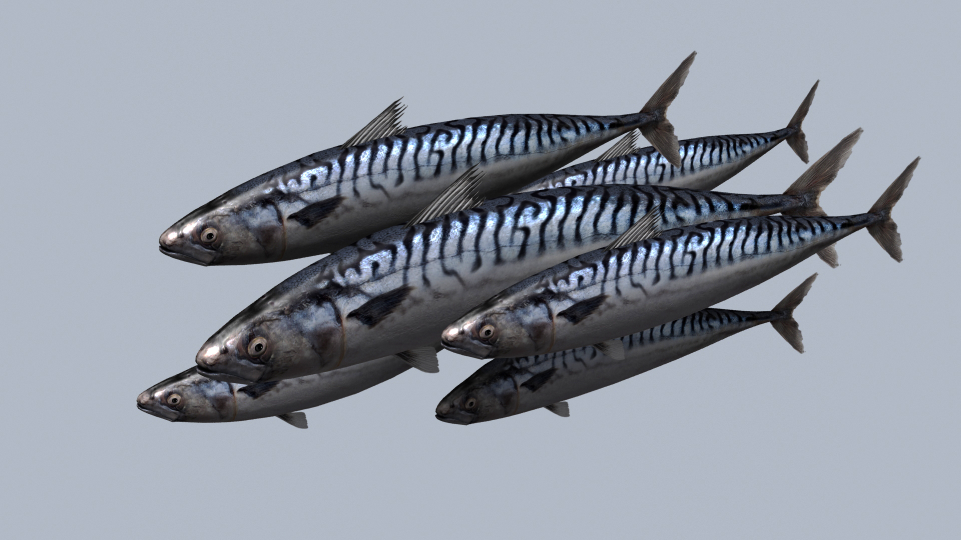 Mackerel 3d Model