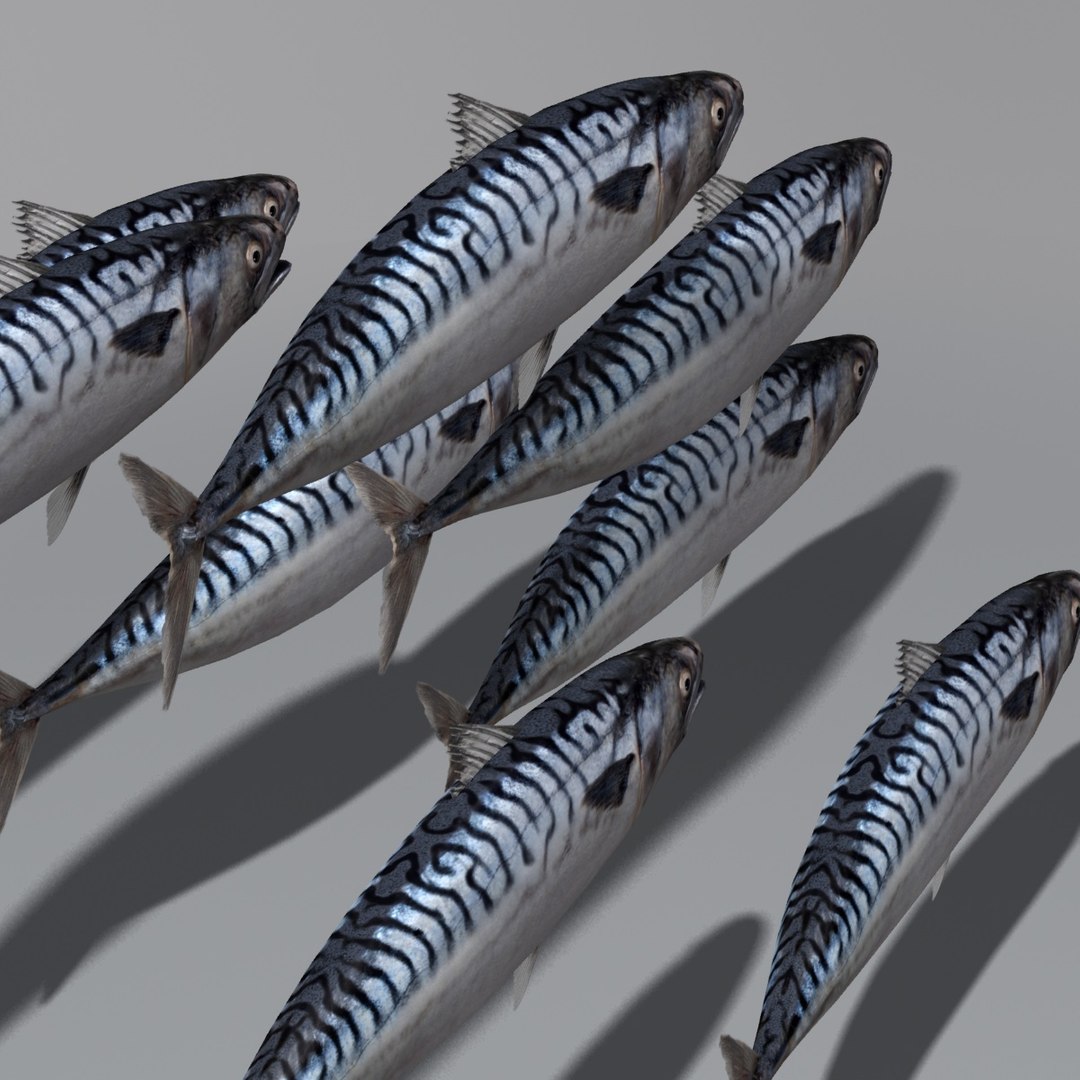 Mackerel 3d Model