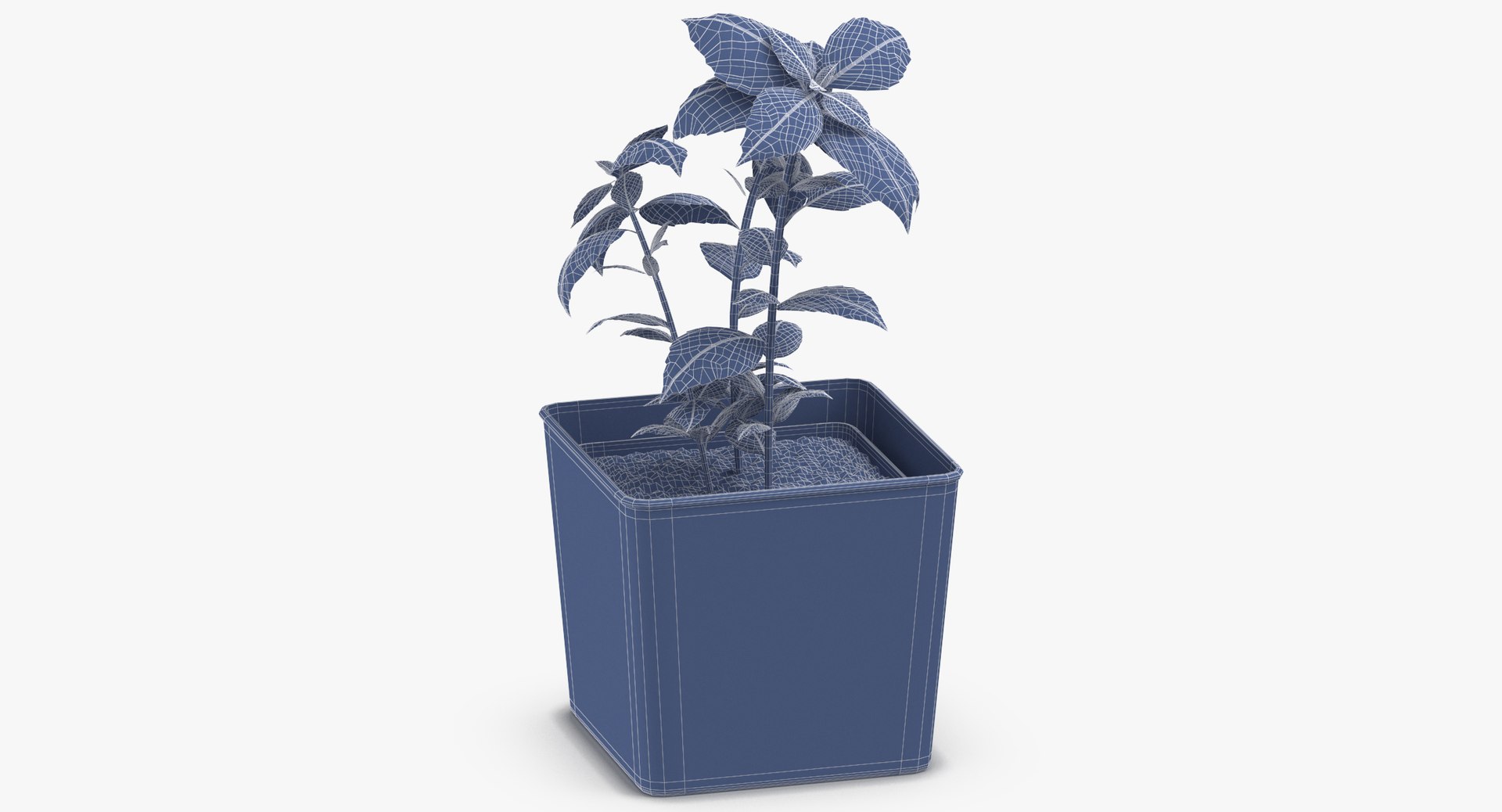 Basil Herb 3D Model - TurboSquid 1358998