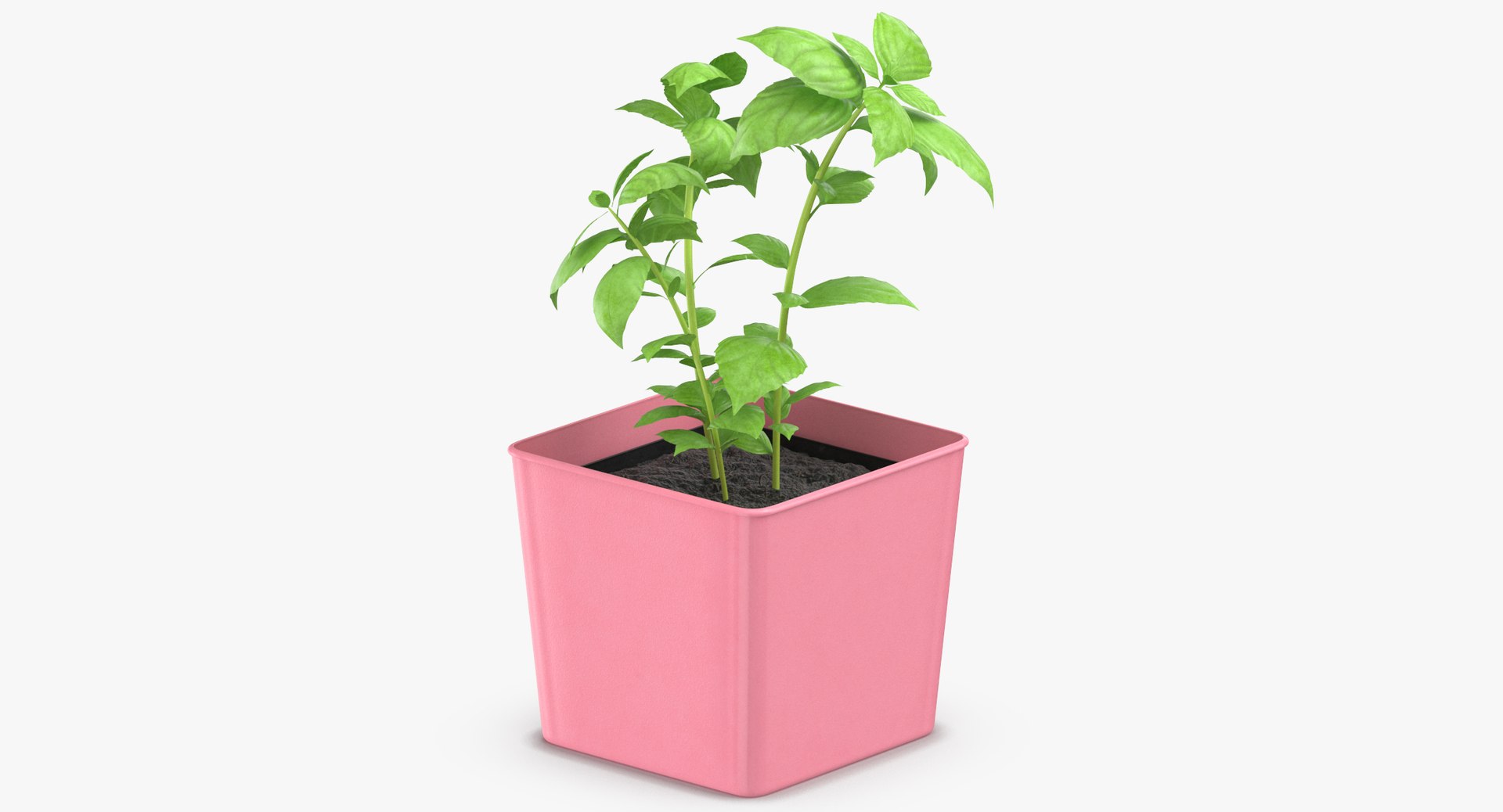Basil Herb 3D Model - TurboSquid 1358998