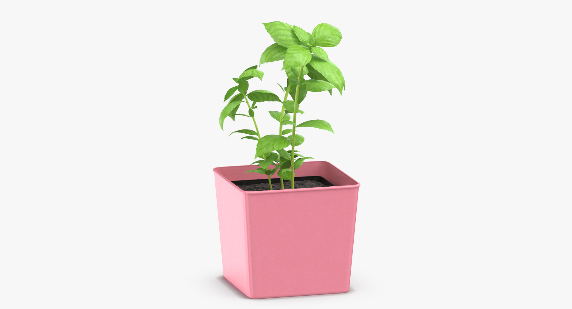 Basil Herb 3D Model - TurboSquid 1358998