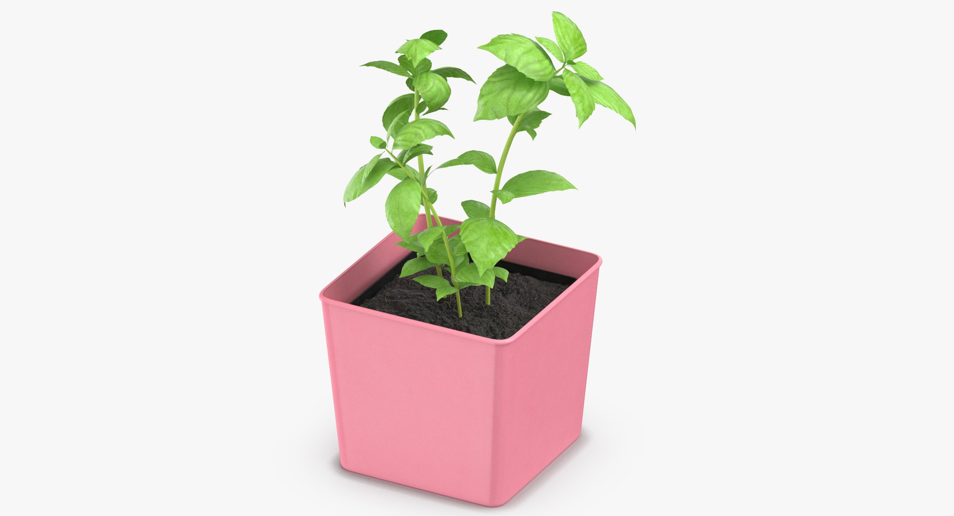 Basil Herb 3D Model - TurboSquid 1358998