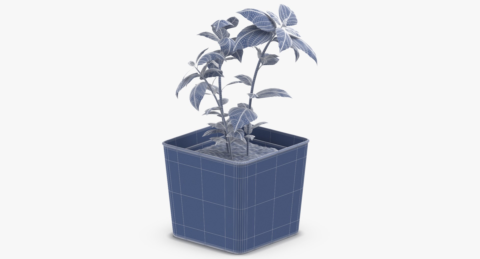 Basil Herb 3D Model - TurboSquid 1358998