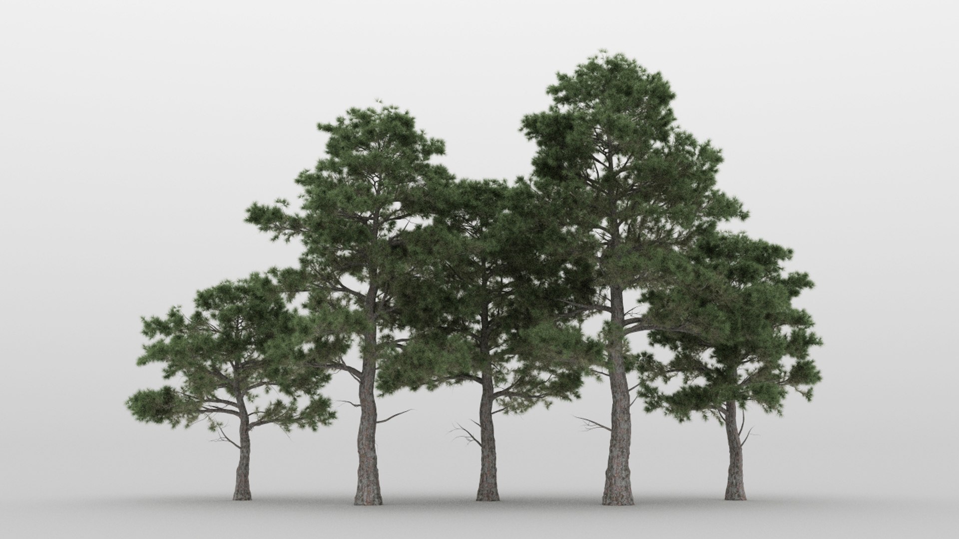 3D 10 Pine Trees Model - TurboSquid 1163714