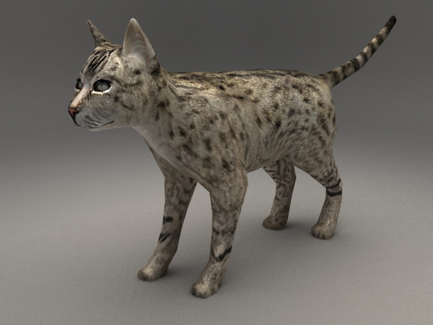 3d model cat