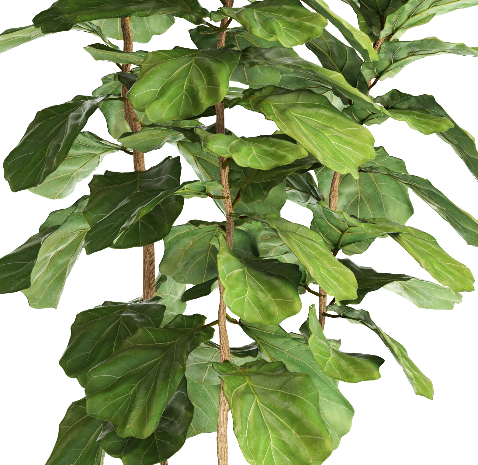 Ficus lyrata trees 3D model - TurboSquid 1154883