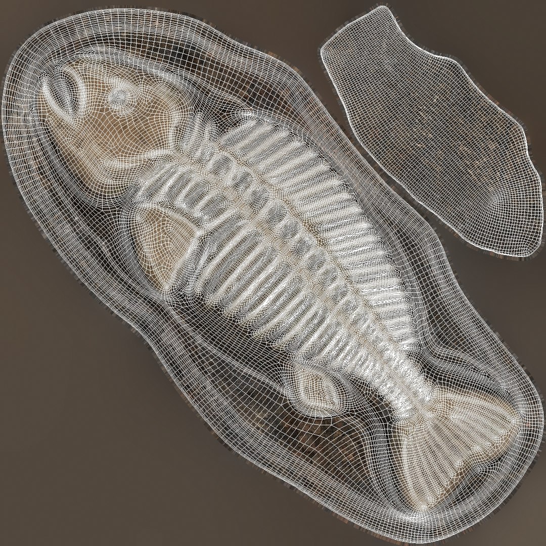 Fish Fossil 001 Textured 3D - TurboSquid 2298475