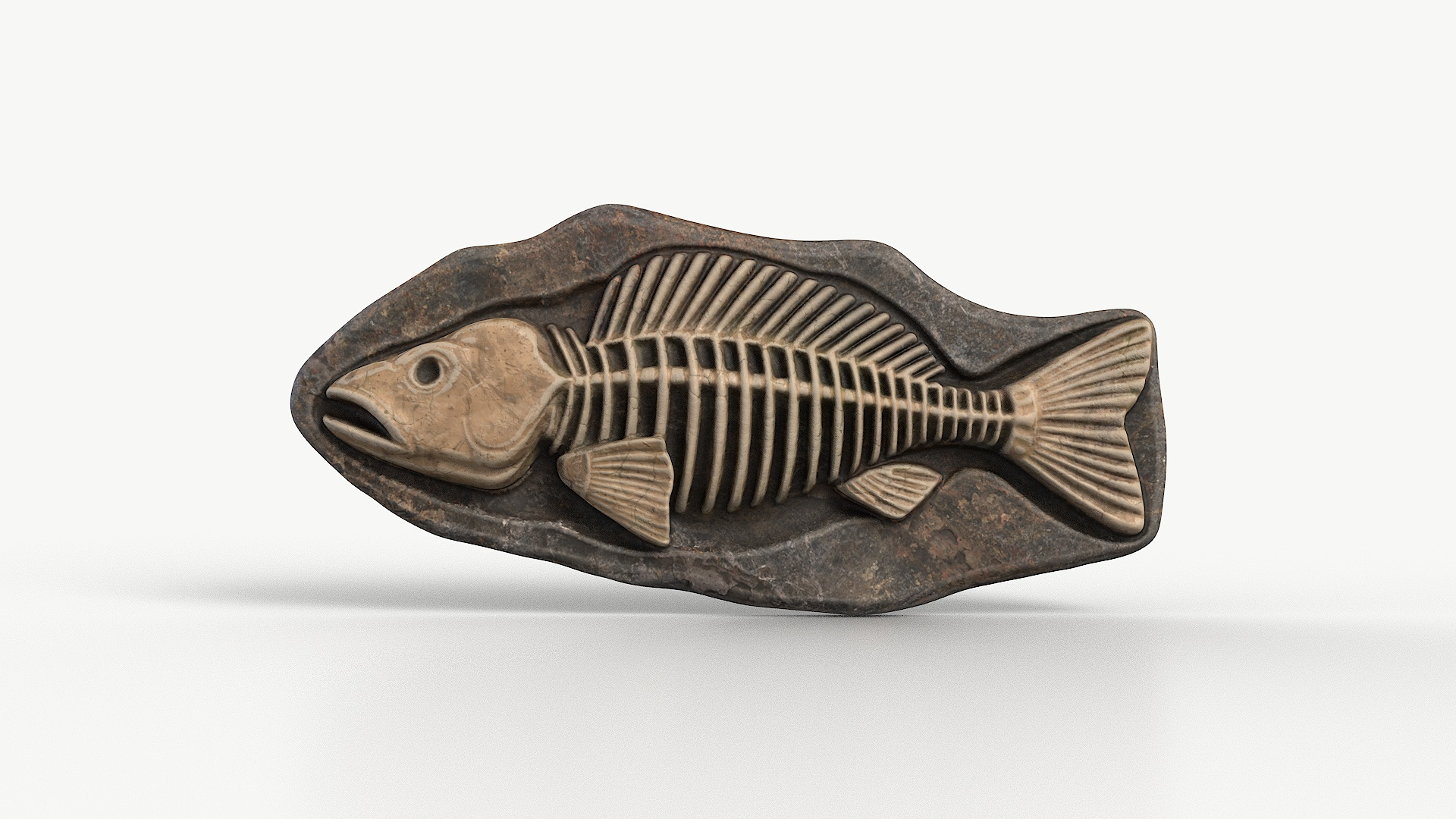 Fish Fossil 001 Textured 3D - TurboSquid 2298475