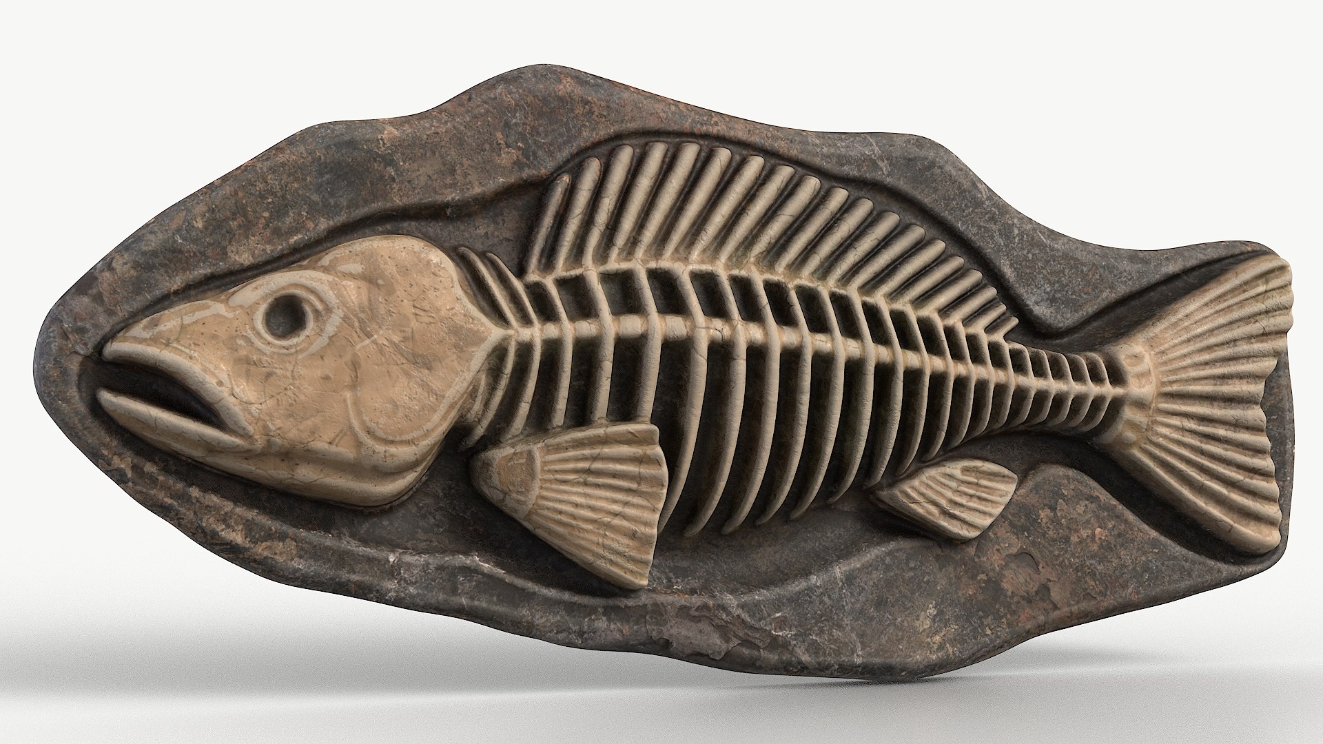 Fish Fossil 001 Textured 3D - TurboSquid 2298475