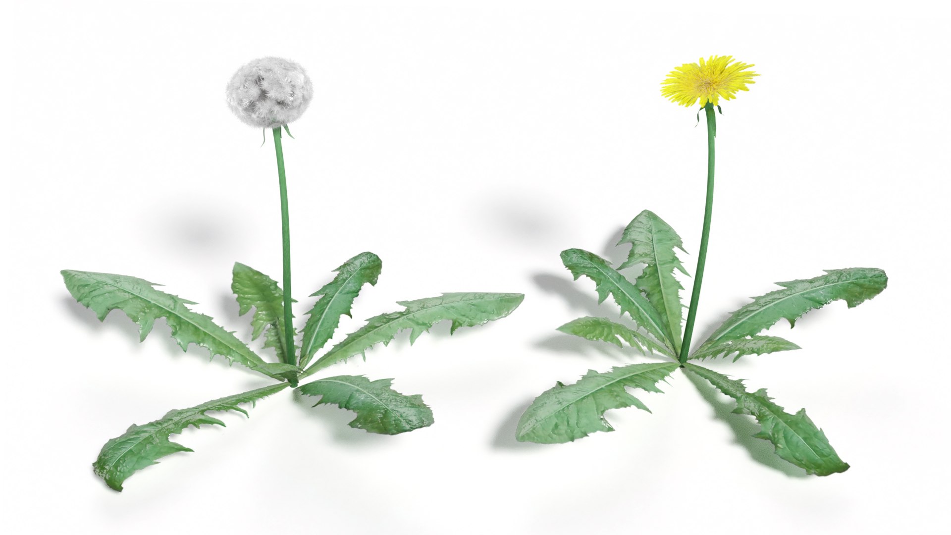 3D Model Dandelion - Grass Flower Pack - TurboSquid 2029705
