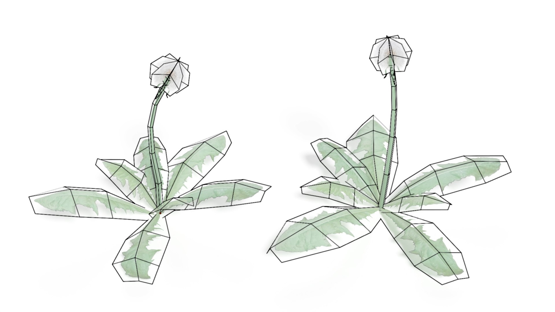 3D Model Dandelion - Grass Flower Pack - TurboSquid 2029705