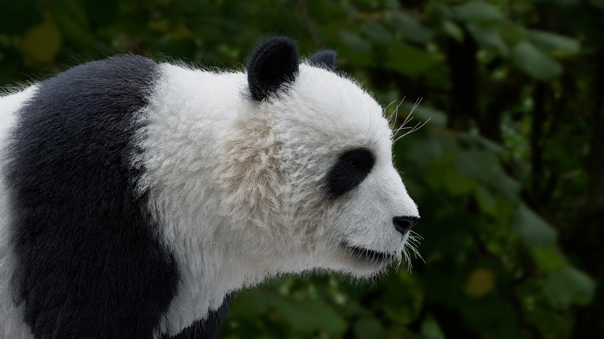 3D Panda RIGGED - TurboSquid 2055538