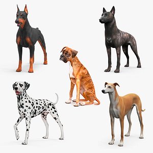Download Free & Premium Belgian Shepherd 3D Models | TurboSquid