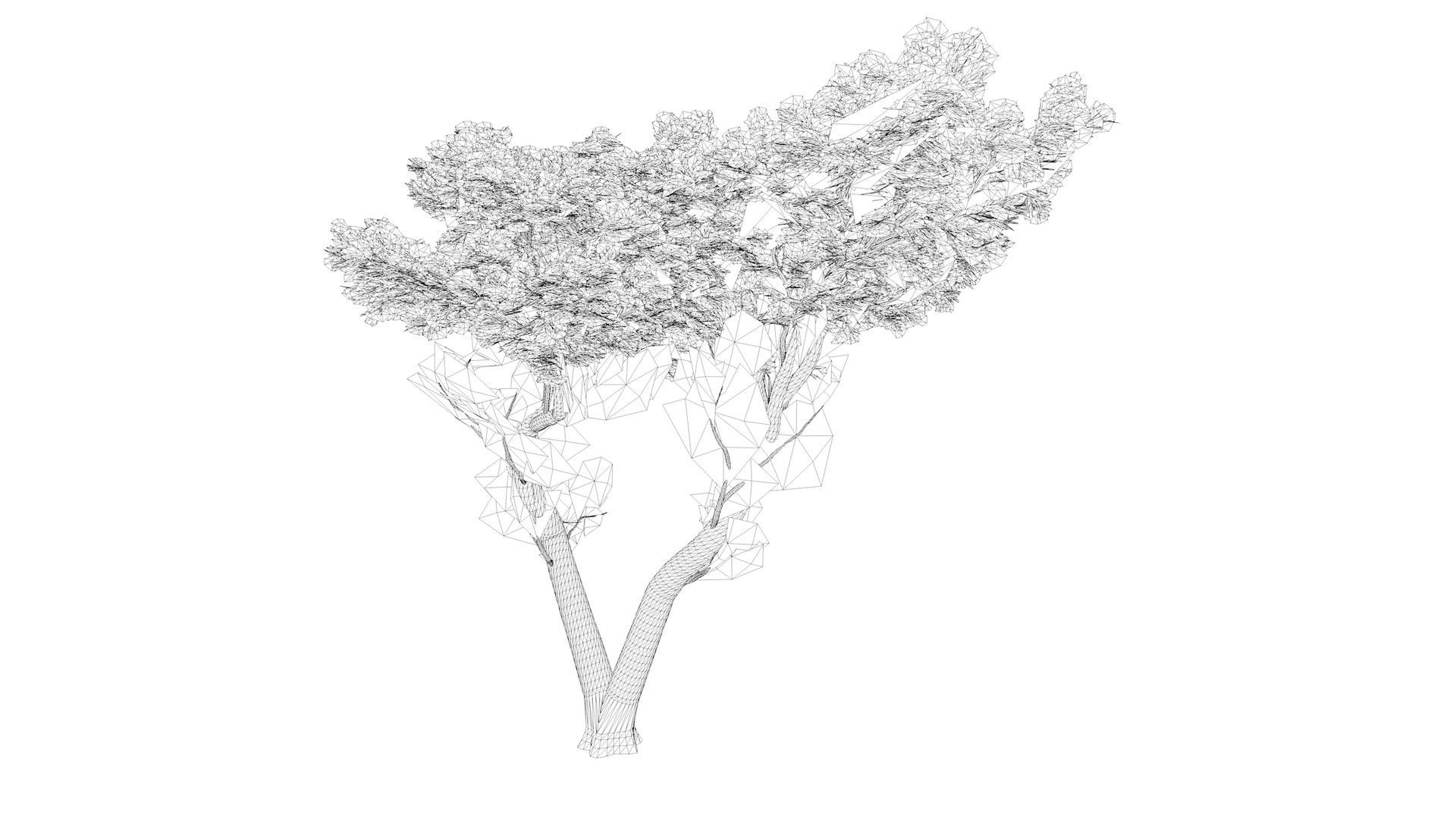 Monterey Cypress Tree - 03 - 3D Model - TurboSquid 2373734