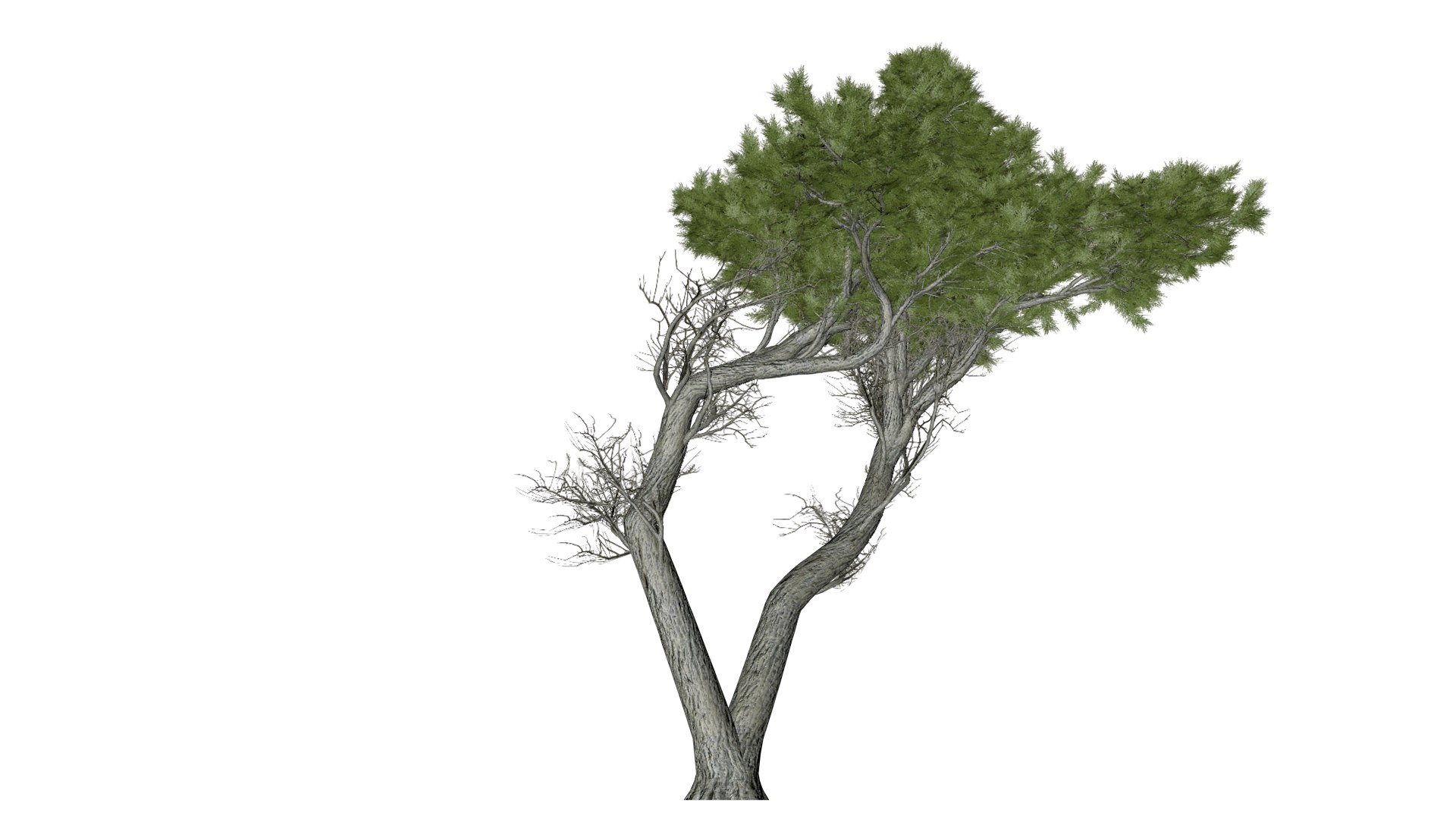 Monterey Cypress Tree - 03 - 3D Model - TurboSquid 2373734