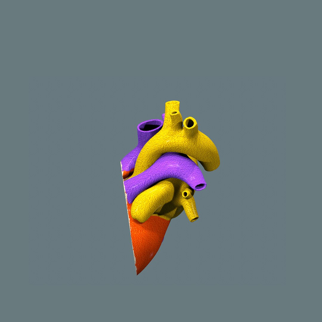 human heart 3d 3ds