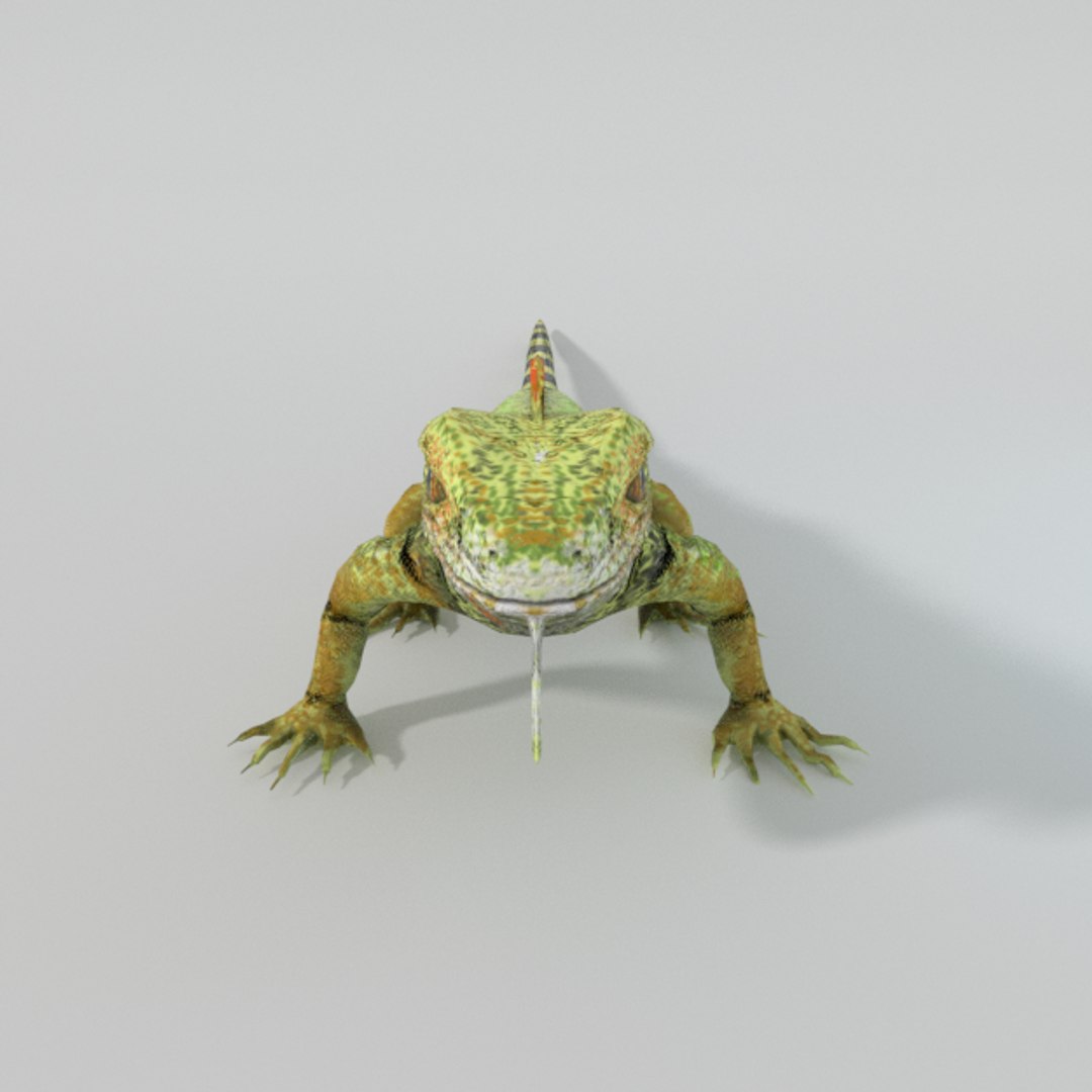 Iguana 3D Model - TurboSquid 1318851