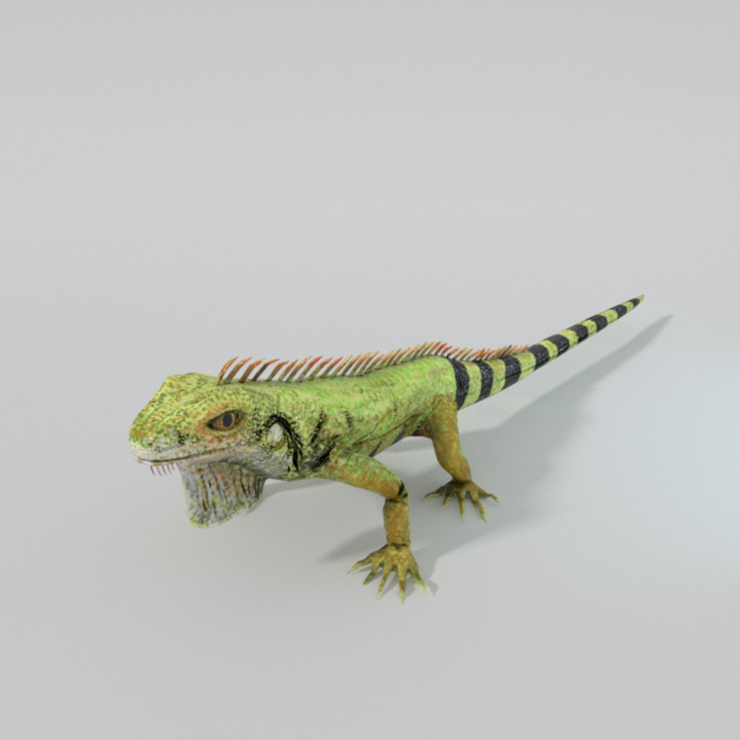 Iguana 3D Model - TurboSquid 1318851