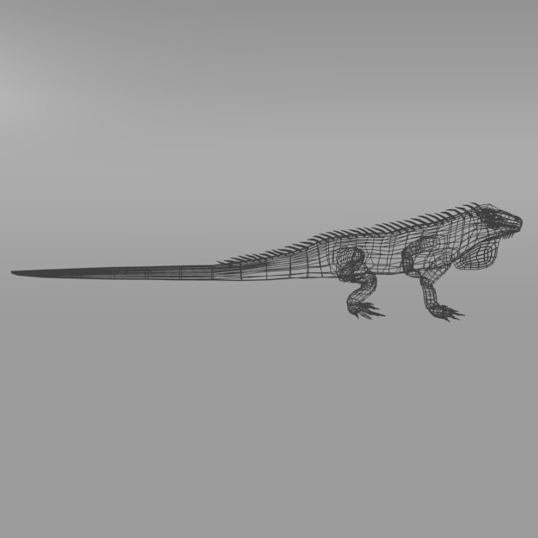 Iguana 3D Model - TurboSquid 1318851