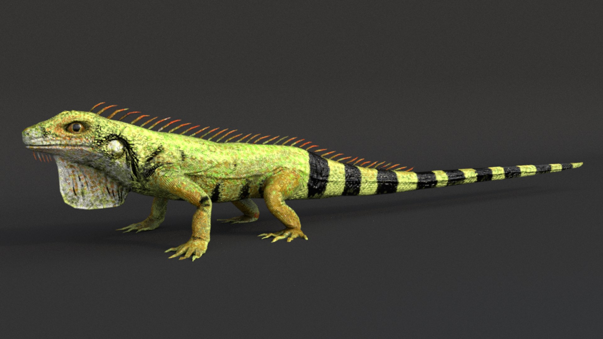 Iguana 3D Model - TurboSquid 1318851