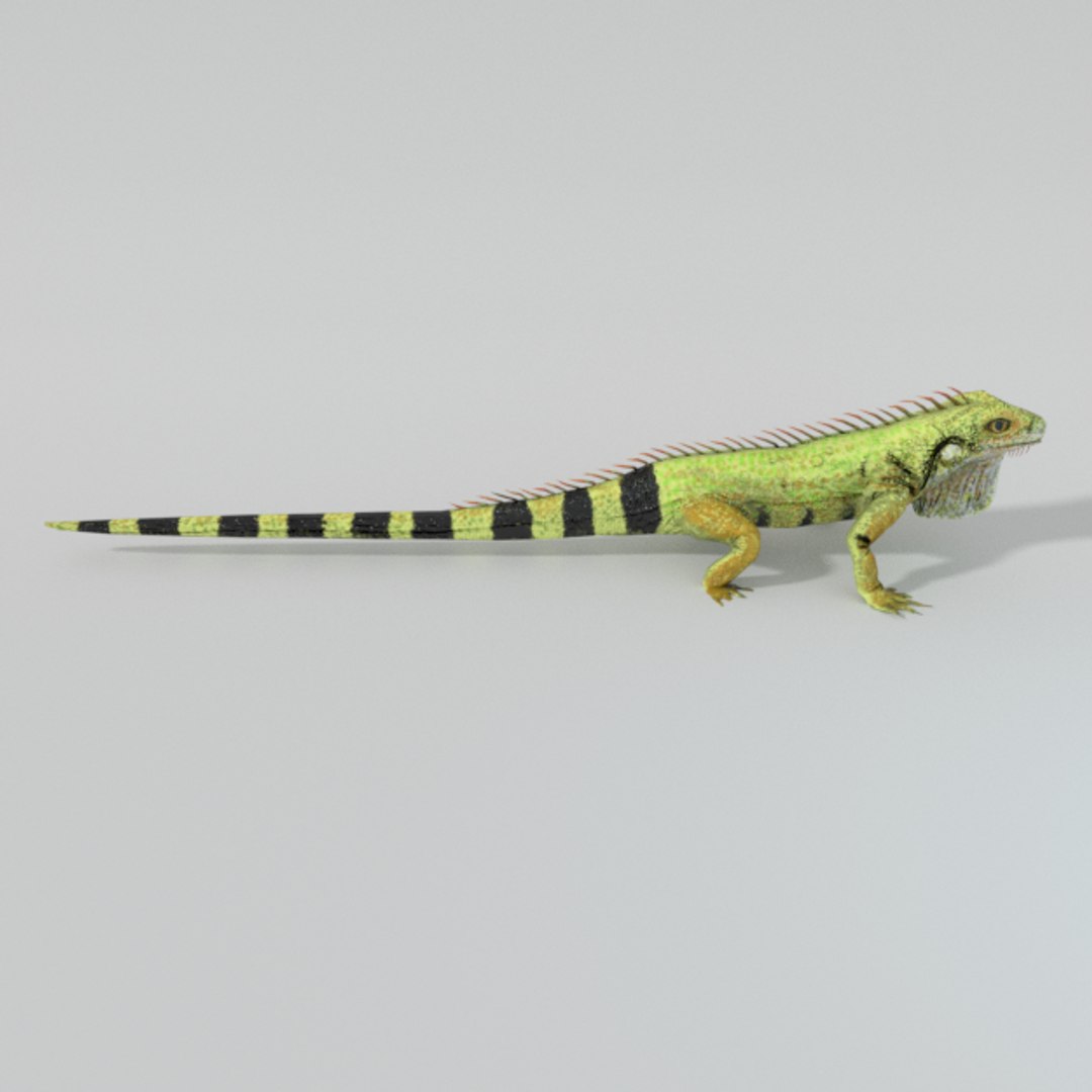 Iguana 3D Model - TurboSquid 1318851