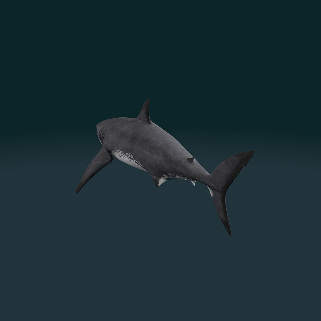 3D Megalodon 3D Model - TurboSquid 2325041