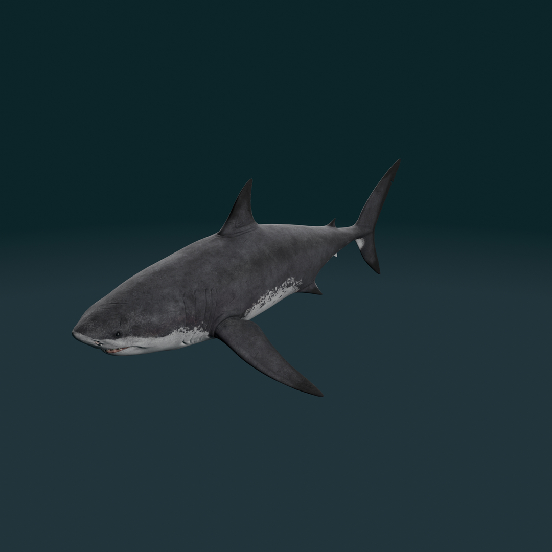 3D Megalodon 3D Model - TurboSquid 2325041
