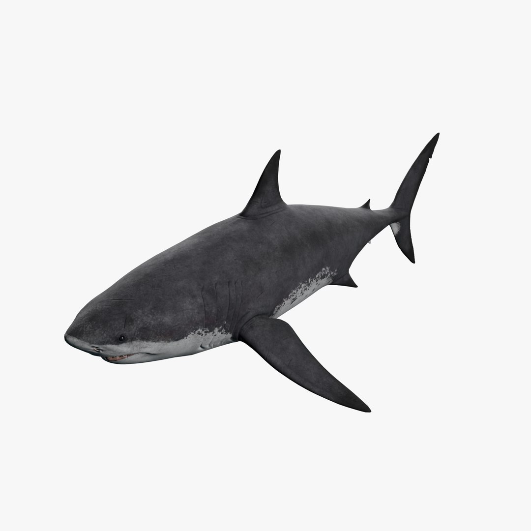 3D Megalodon 3D Model - TurboSquid 2325041