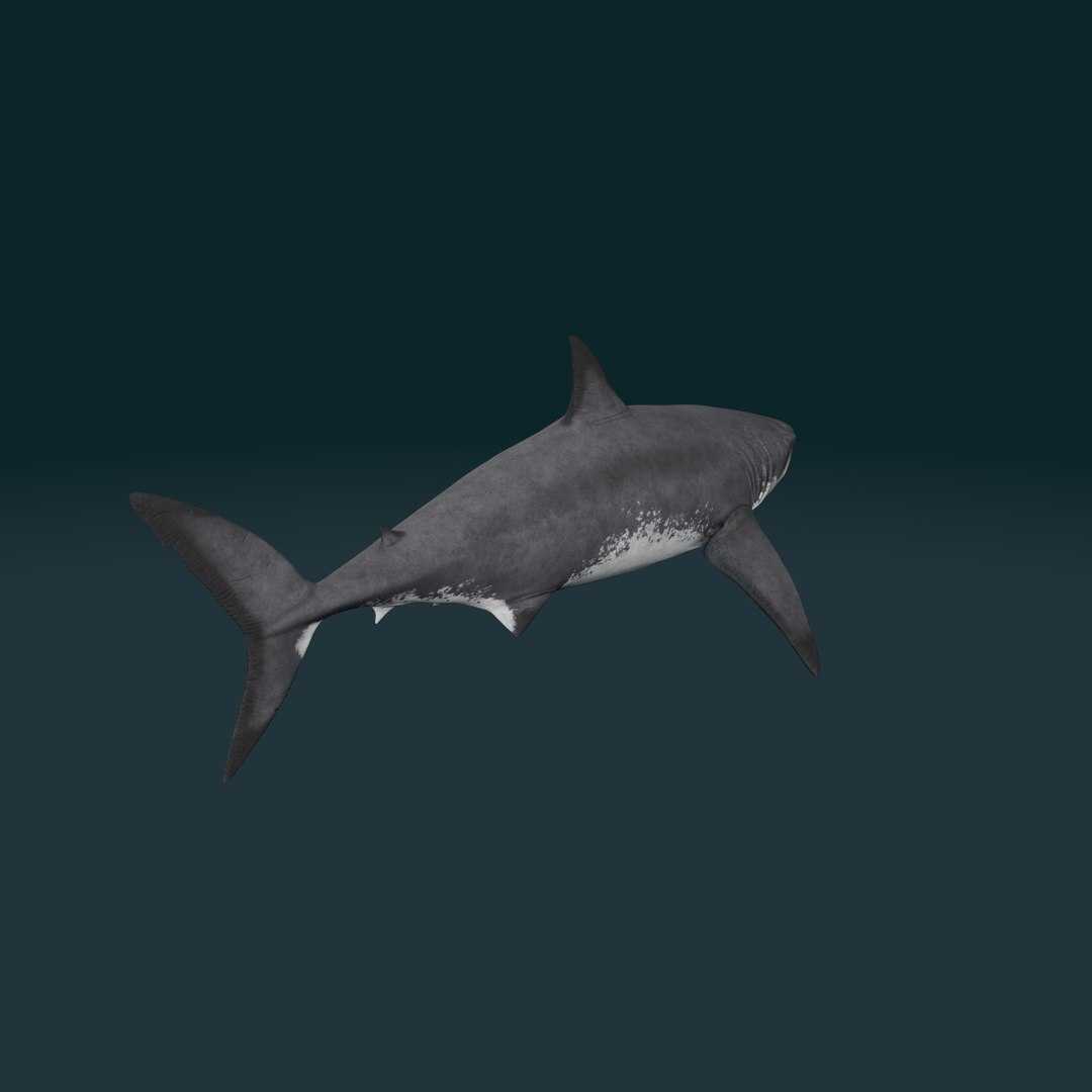 3D Megalodon 3D Model - TurboSquid 2325041