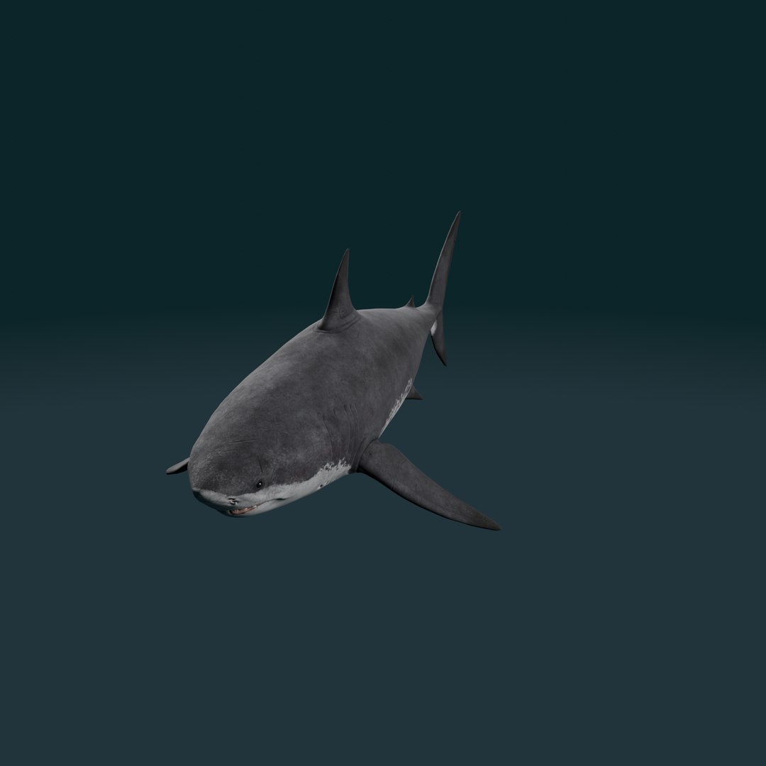 3D Megalodon 3D Model - TurboSquid 2325041