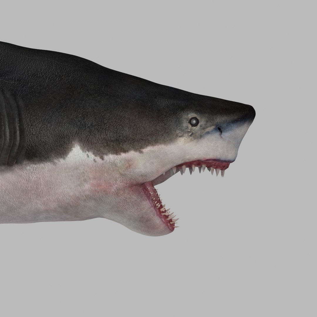 3D Model Animation Ar Rig Shark - TurboSquid 1465796