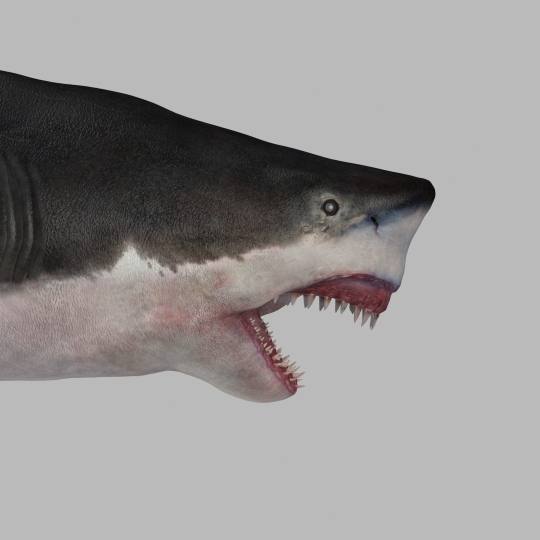 3D Model Animation Ar Rig Shark - TurboSquid 1465796