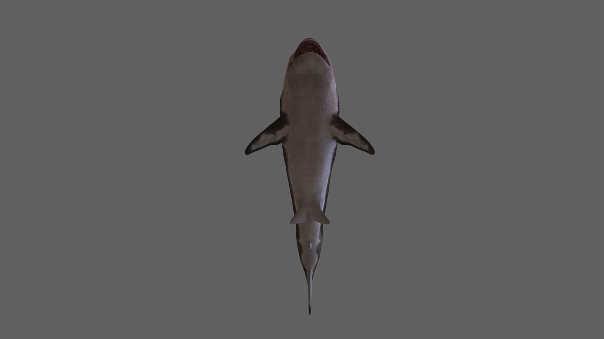 3D Model Animation Ar Rig Shark - TurboSquid 1465796